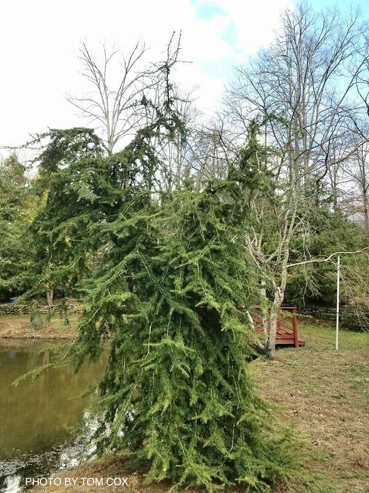 Buy Cedrus deodara 'Girard’s Weeping’ Weeping Deodara Cedar — Mr Maple ...