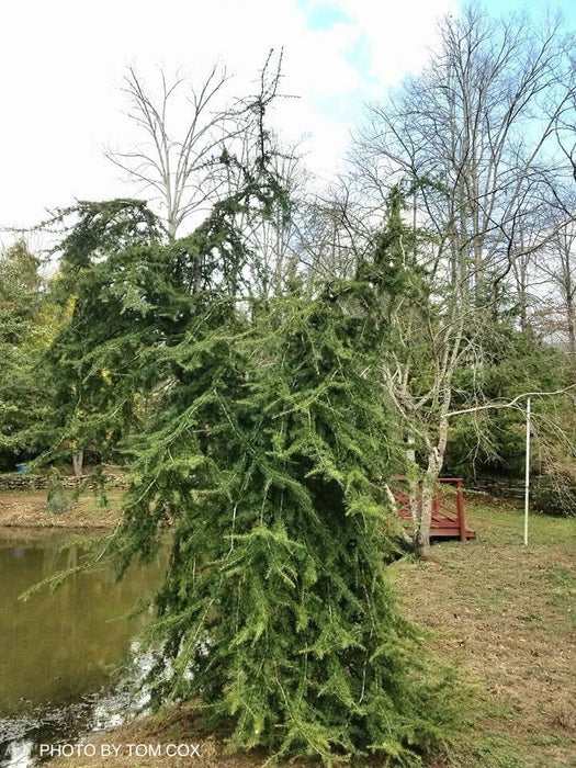 Buy Cedrus deodara 'Girard’s Weeping’ Weeping Deodara Cedar — Mr Maple ...