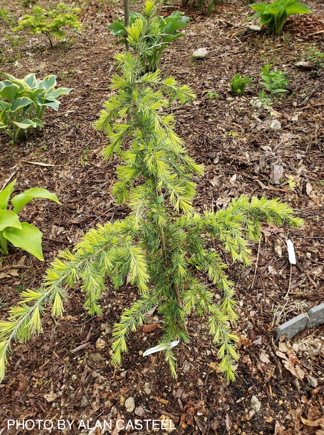 Buy Cedrus deodara 'Gold Cone' Golden Himalayan Cedar — Mr Maple │ Buy ...