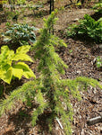 Buy Cedrus deodara 'Gold Cone' Golden Himalayan Cedar — Mr Maple │ Buy ...