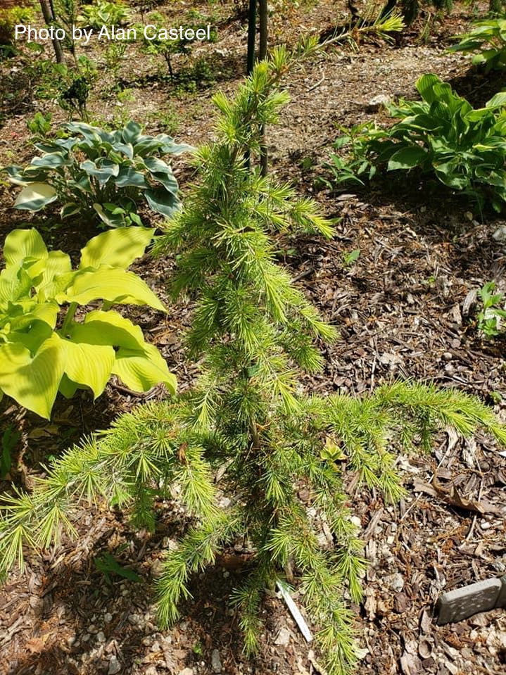 Buy Cedrus deodara 'Gold Cone' Golden Himalayan Cedar — Mr Maple │ Buy ...