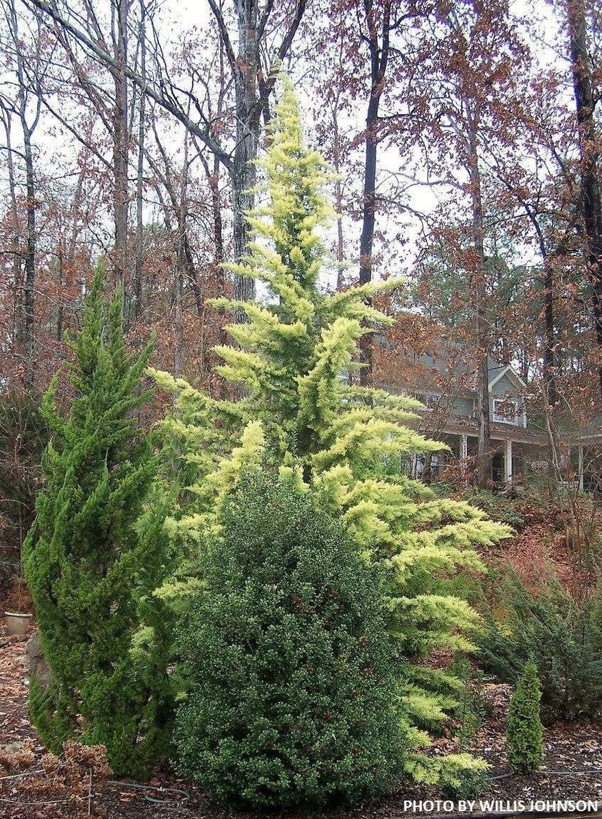 Buy Cedrus deodara 'Gold Cone' Golden Himalayan Cedar — Mr Maple │ Buy ...
