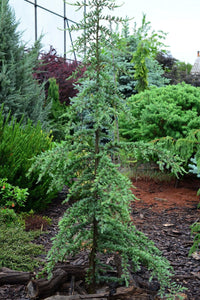 Buy Cedrus deodara 'Karl Fuchs' Deodara Cedar — Mr Maple │ Buy Japanese ...