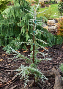 Buy Cedrus deodara 'Karl Fuchs' Deodara Cedar — Mr Maple │ Buy Japanese ...