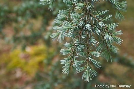 Buy Cedrus deodara 'Karl Fuchs' Deodara Cedar — Mr Maple │ Buy Japanese ...