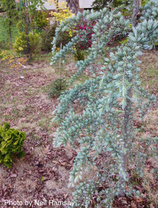 Buy Cedrus deodara 'Karl Fuchs' Deodara Cedar — Mr Maple │ Buy Japanese ...