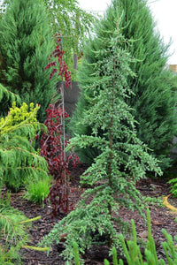 Buy Cedrus deodara 'Karl Fuchs' Deodara Cedar — Mr Maple │ Buy Japanese ...