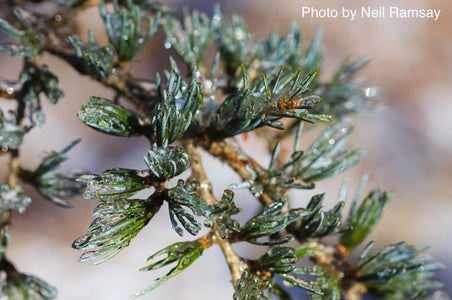 Buy Cedrus deodara 'Karl Fuchs' Deodara Cedar — Mr Maple │ Buy Japanese ...