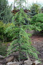 Buy Cedrus deodara 'Karl Fuchs' Deodara Cedar — Mr Maple │ Buy Japanese ...