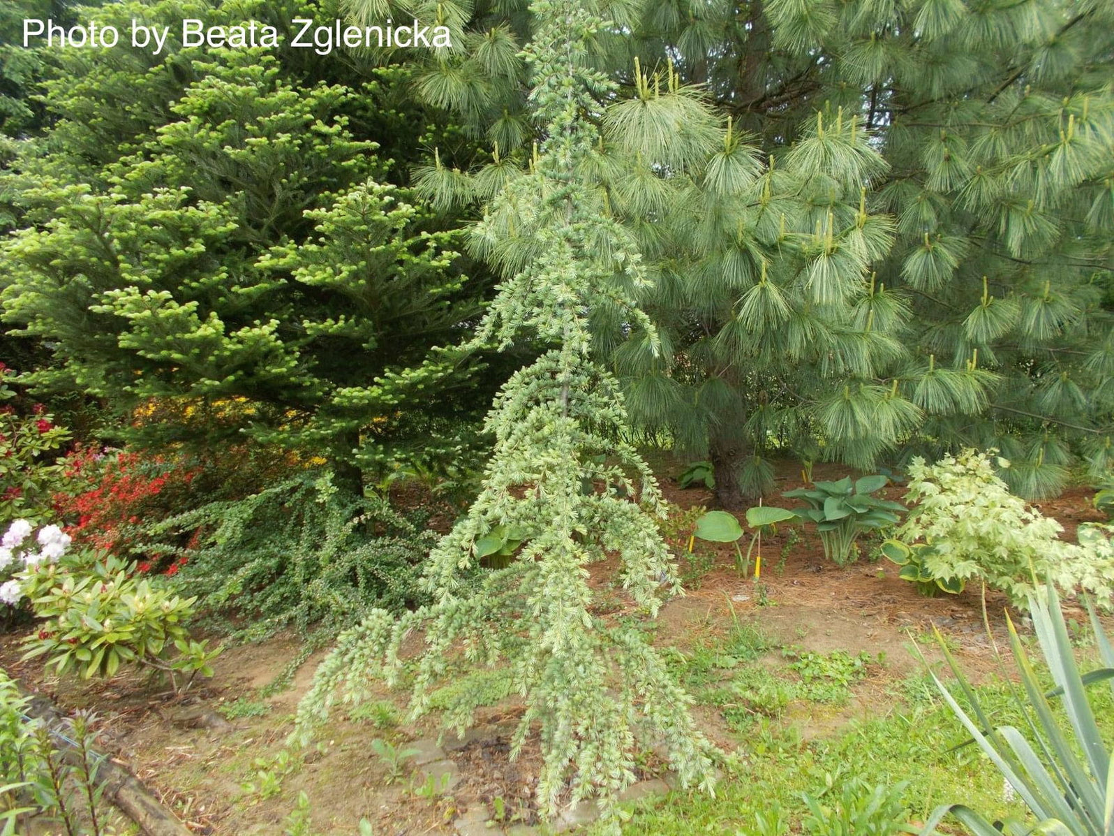 Buy Cedrus deodara 'Karl Fuchs' Deodara Cedar — Mr Maple │ Buy Japanese ...