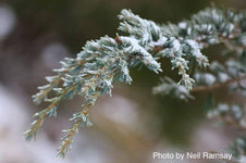 Buy Cedrus deodara 'Karl Fuchs' Deodara Cedar — Mr Maple │ Buy Japanese ...