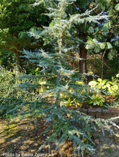 Buy Cedrus deodara 'Karl Fuchs' Deodara Cedar — Mr Maple │ Buy Japanese ...