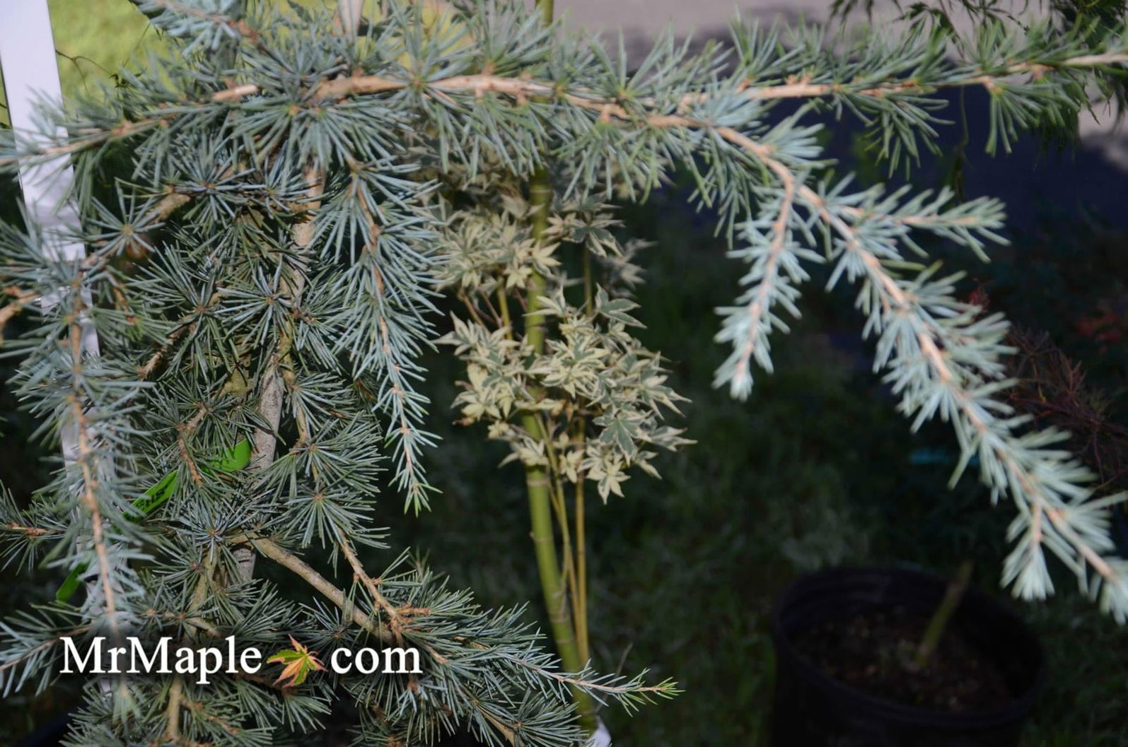 Buy Cedrus deodara 'Karl Fuchs' Deodara Cedar — Mr Maple │ Buy Japanese ...