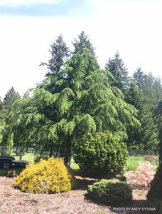 Cedrus deodara 'Kashmir' Deodara Cedar — Mr Maple │ Buy Japanese Maple ...