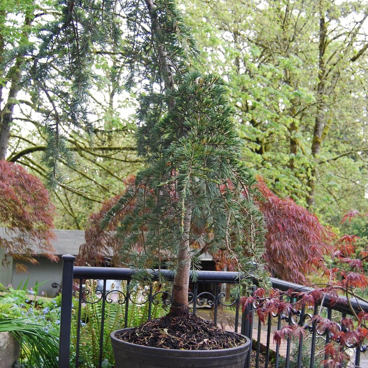 Buy Cedrus deodara 'Raywood’s Contorted’ Weeping Deodara Cedar — Mr ...