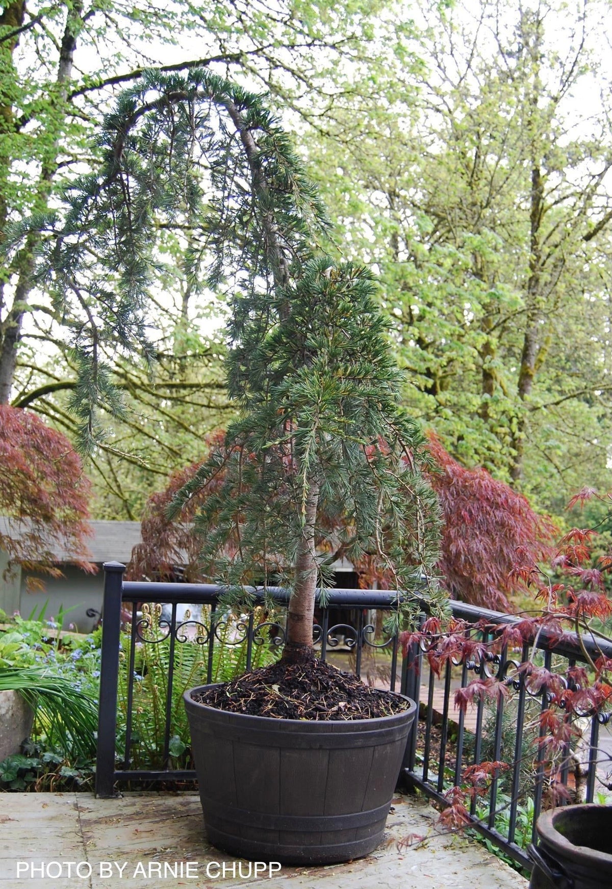 Buy Cedrus deodara 'Raywood’s Contorted’ Weeping Deodara Cedar — Mr ...