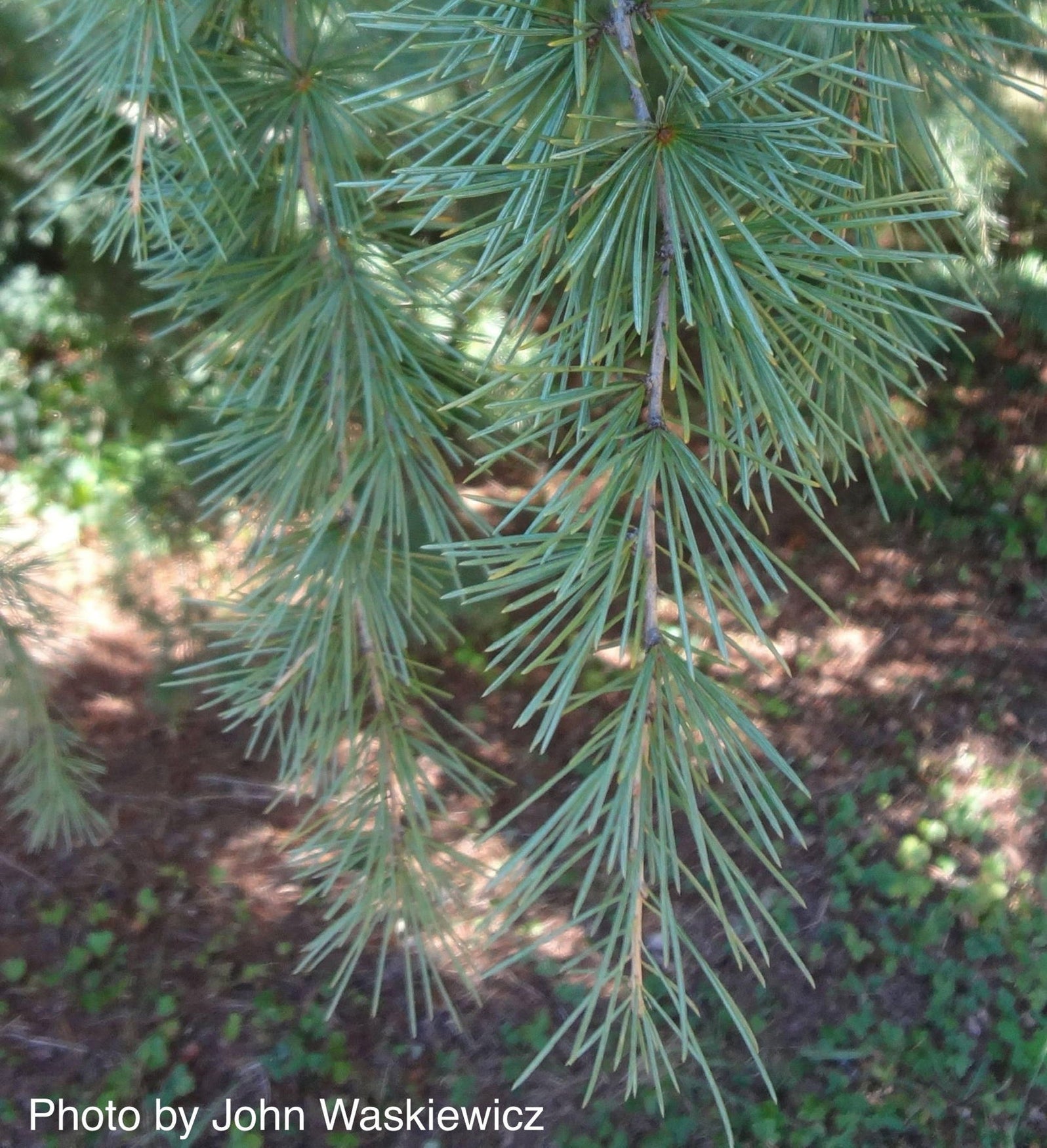 Buy Cedrus deodara 'Shalimar' Himalayan Cedar — Mr Maple │ Buy Japanese ...
