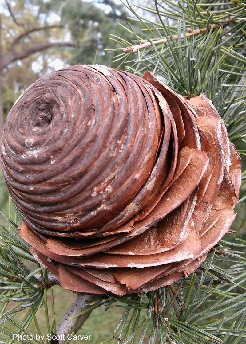 Buy Cedrus deodara 'Shalimar' Himalayan Cedar — Mr Maple │ Buy Japanese ...