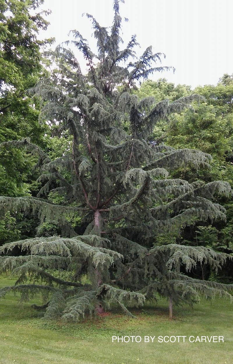 Buy Cedrus deodara 'Shalimar' Himalayan Cedar — Mr Maple │ Buy Japanese ...