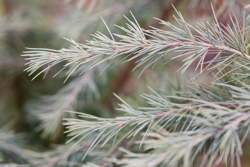 Buy Cedrus deodara 'Silver Mist' Deodara Cedar — Mr Maple │ Buy ...
