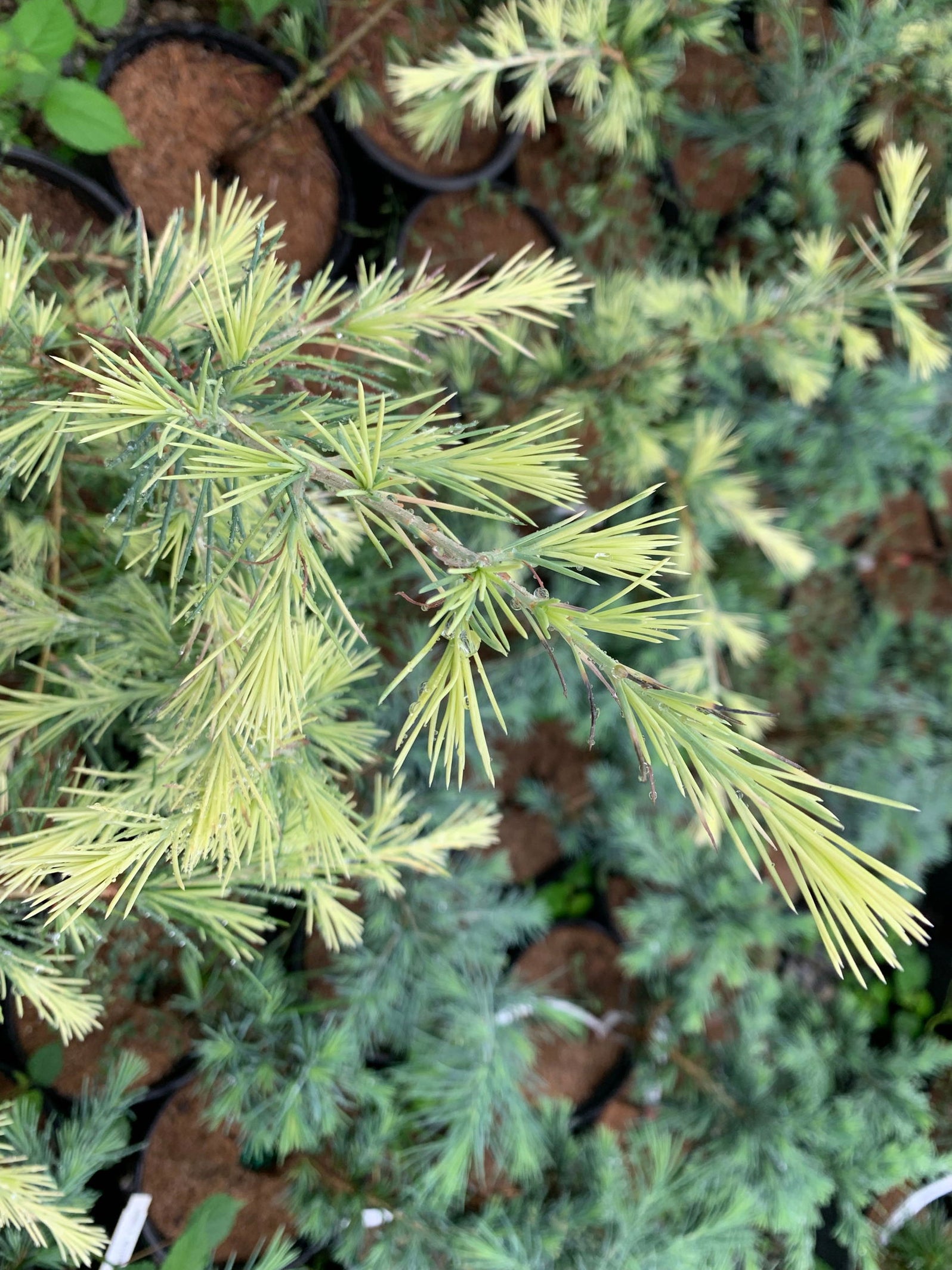 Buy Cedrus deodara 'Silver Mist' Deodara Cedar — Mr Maple │ Buy ...