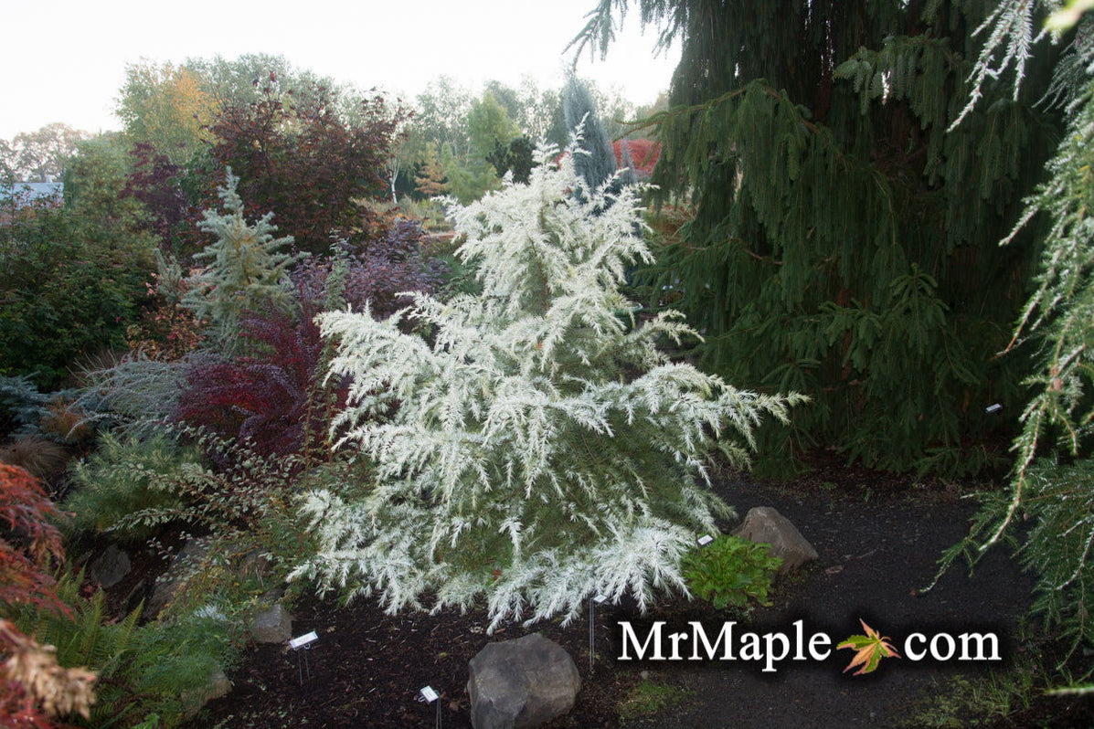 Buy Cedrus deodara 'Snow Sprite' White Deodara Cedar — Mr Maple │ Buy ...