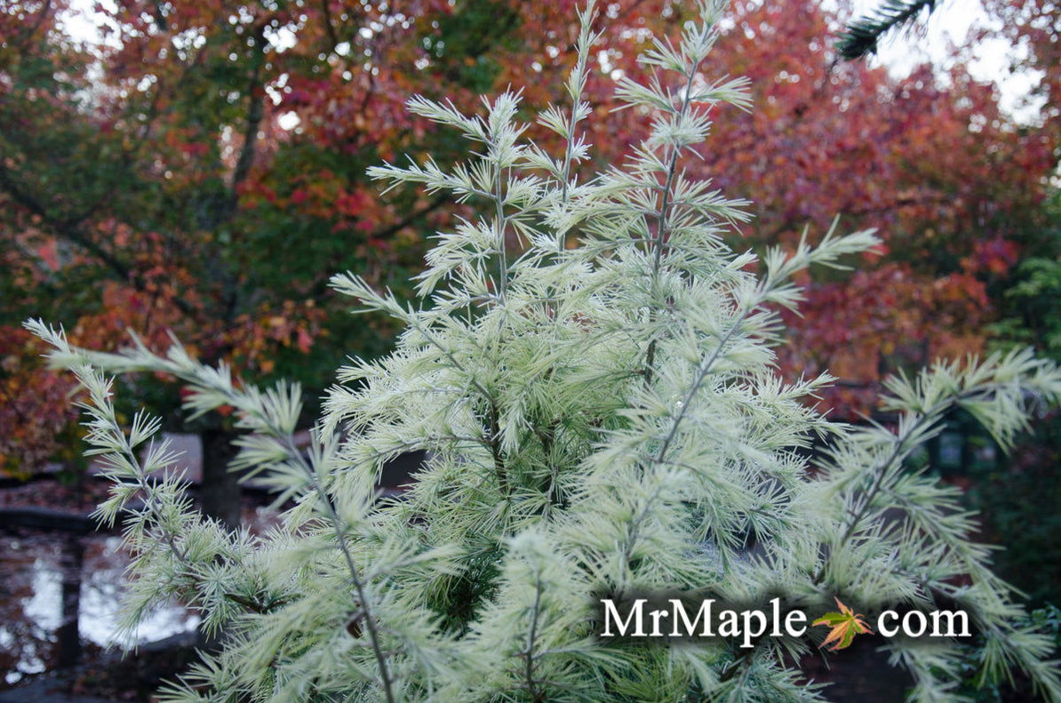 Buy Cedrus deodara 'Snow Sprite' White Deodara Cedar — Mr Maple │ Buy ...