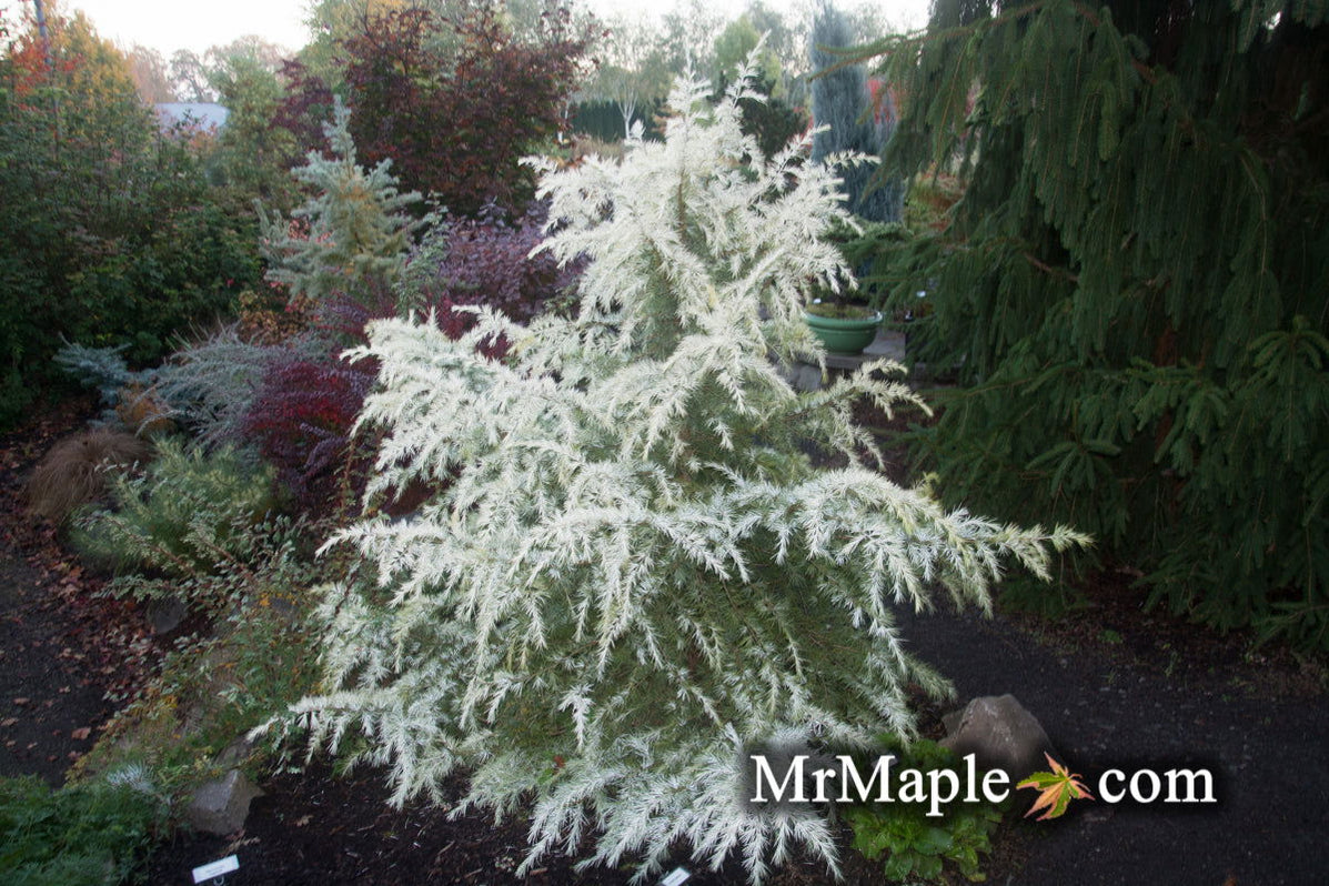 Buy Cedrus deodara 'Snow Sprite' White Deodara Cedar — Mr Maple │ Buy ...