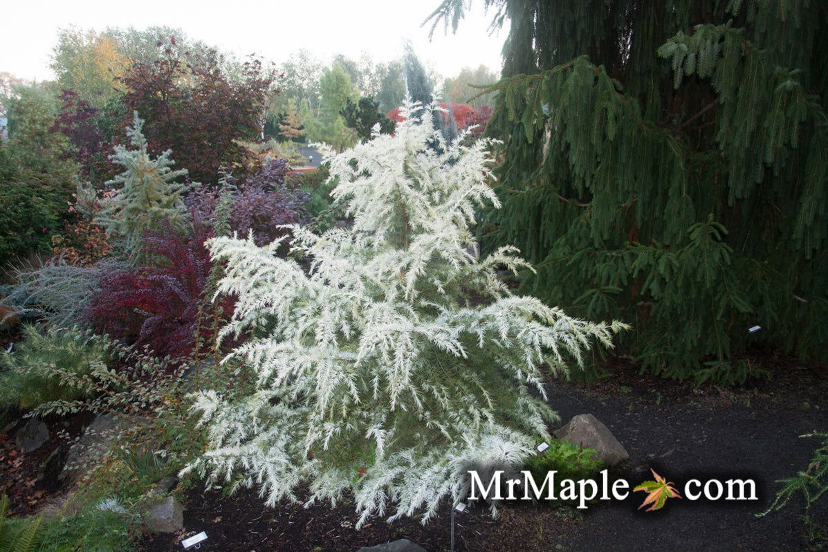 Buy Cedrus deodara 'Snow Sprite' White Deodara Cedar — Mr Maple │ Buy ...
