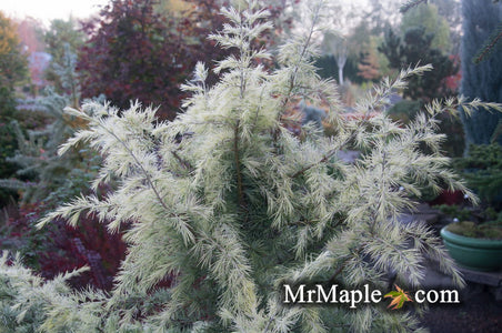 Buy Cedrus deodara 'Snow Sprite' White Deodara Cedar — Mr Maple │ Buy ...