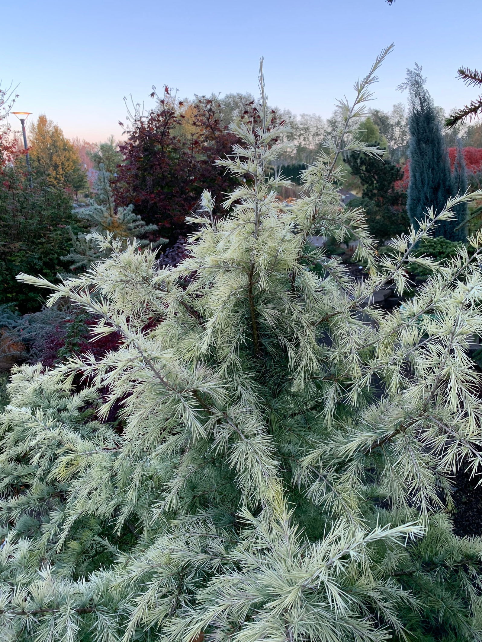 Buy Cedrus deodara 'Snow Sprite' White Deodara Cedar — Mr Maple │ Buy ...