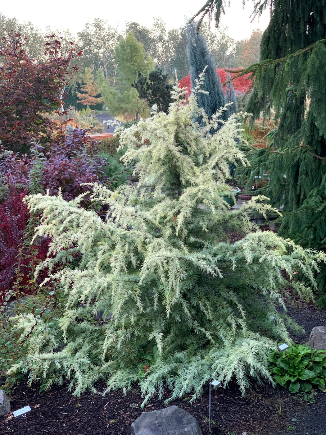 Buy Cedrus deodara 'Snow Sprite' White Deodara Cedar — Mr Maple │ Buy ...