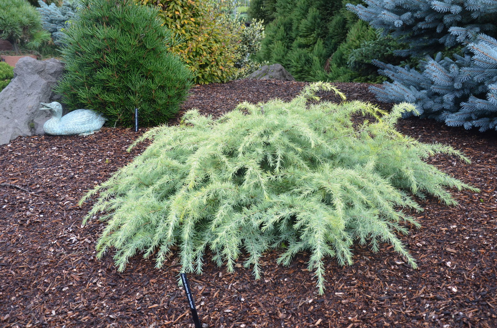 Buy Cedrus deodara 'Snow Sprite' White Deodara Cedar — Mr Maple │ Buy ...