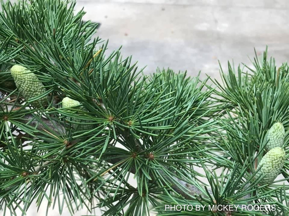 Buy Cedrus libani 'Beacon Hill’ Weeping Lebanon Cedar — Mr Maple │ Buy ...