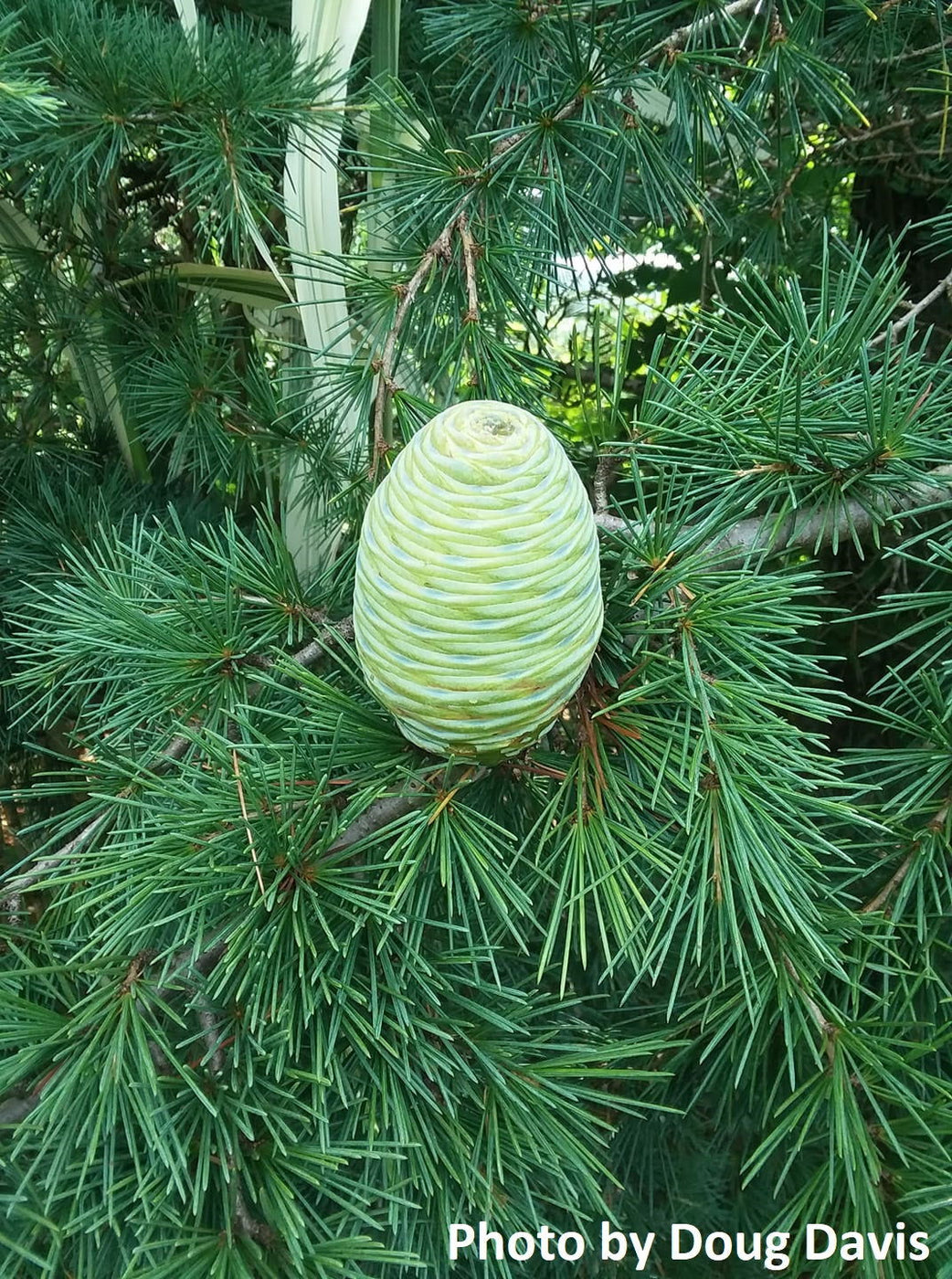 Buy Cedrus libani 'Hedgehog' Dwarf Lebanon Cedar — Mr Maple │ Buy ...