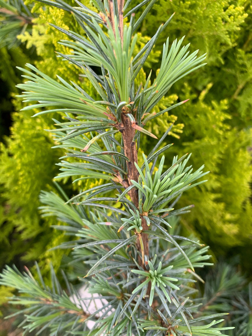 Buy Cedrus libani 'Hedgehog' Dwarf Lebanon Cedar — Mr Maple │ Buy ...