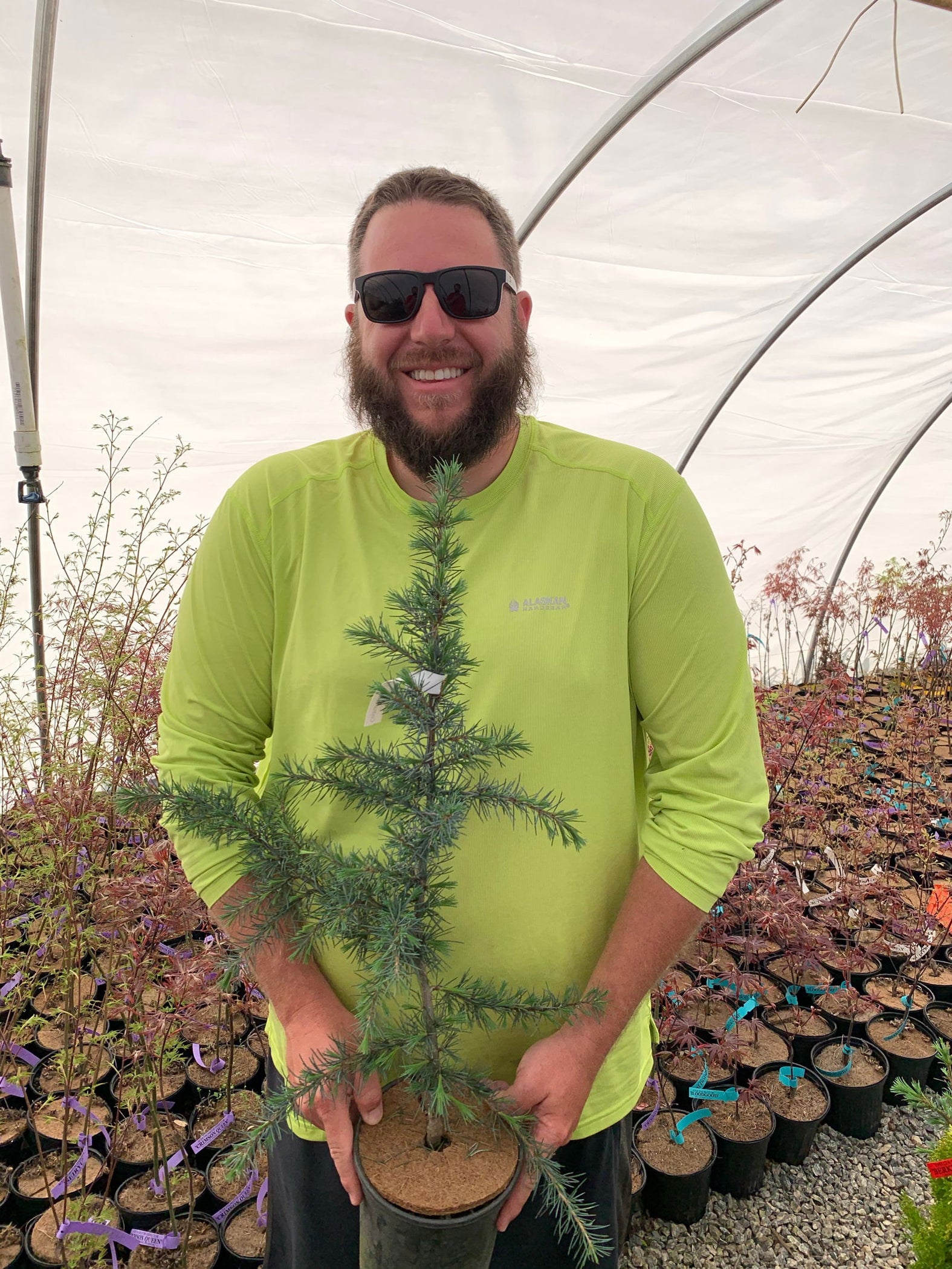 Buy Cedrus libani 'Hedgehog' Dwarf Lebanon Cedar — Mr Maple │ Buy ...