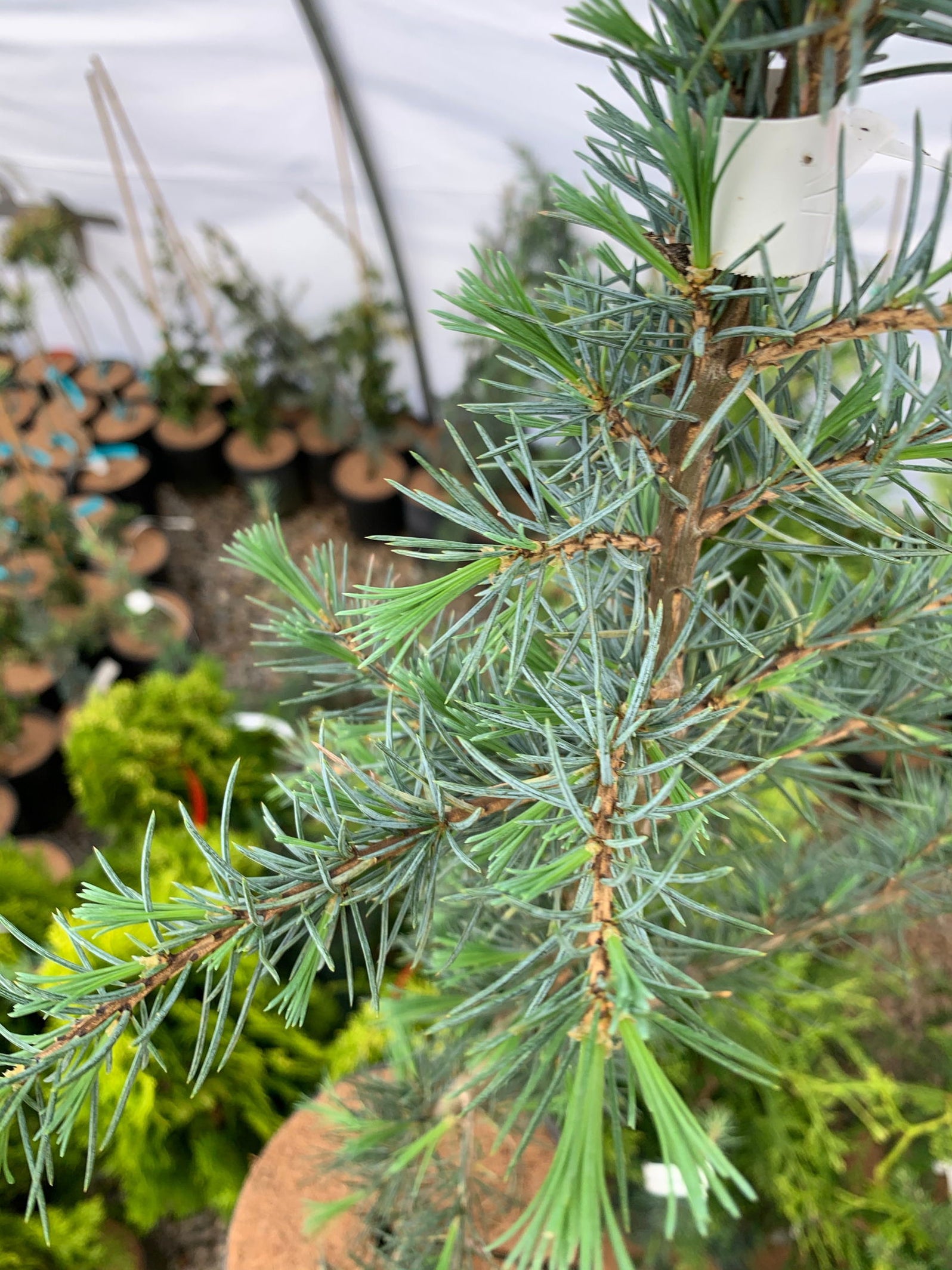 Buy Cedrus libani 'Hedgehog' Dwarf Lebanon Cedar — Mr Maple │ Buy ...