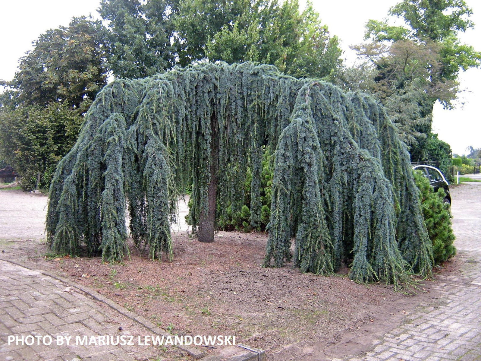 Buy Cedrus atlantica 'Glauca Pendula' Weeping Blue Atlas Cedar — Mr ...