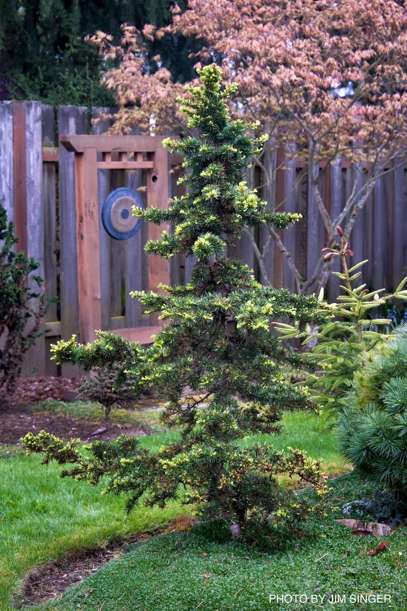 Buy Cedrus libani 'Green Prince' Dwarf Lebanon Cedar — Mr Maple │ Buy ...