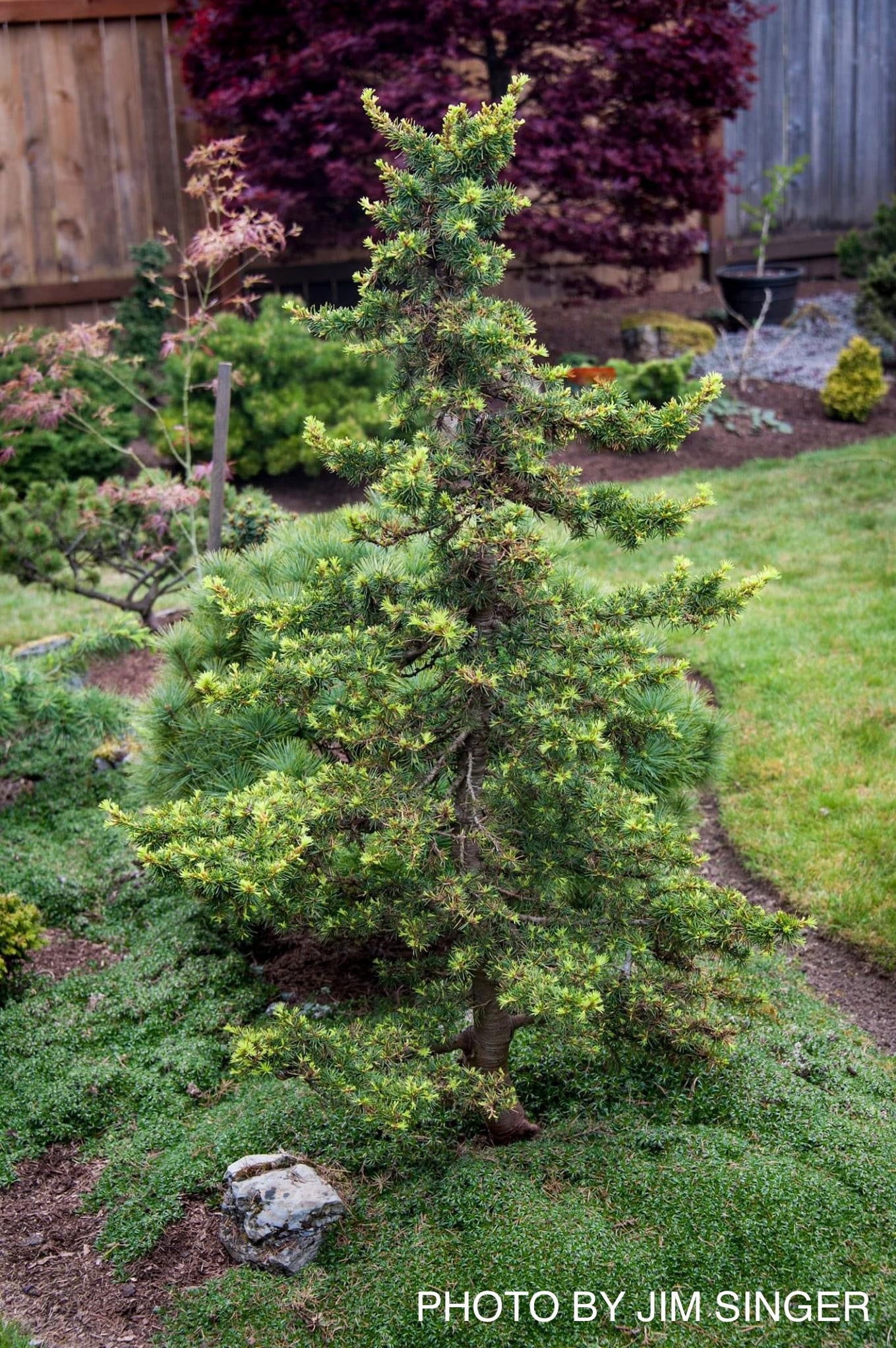 Buy Cedrus libani 'Green Prince' Dwarf Lebanon Cedar — Mr Maple │ Buy ...