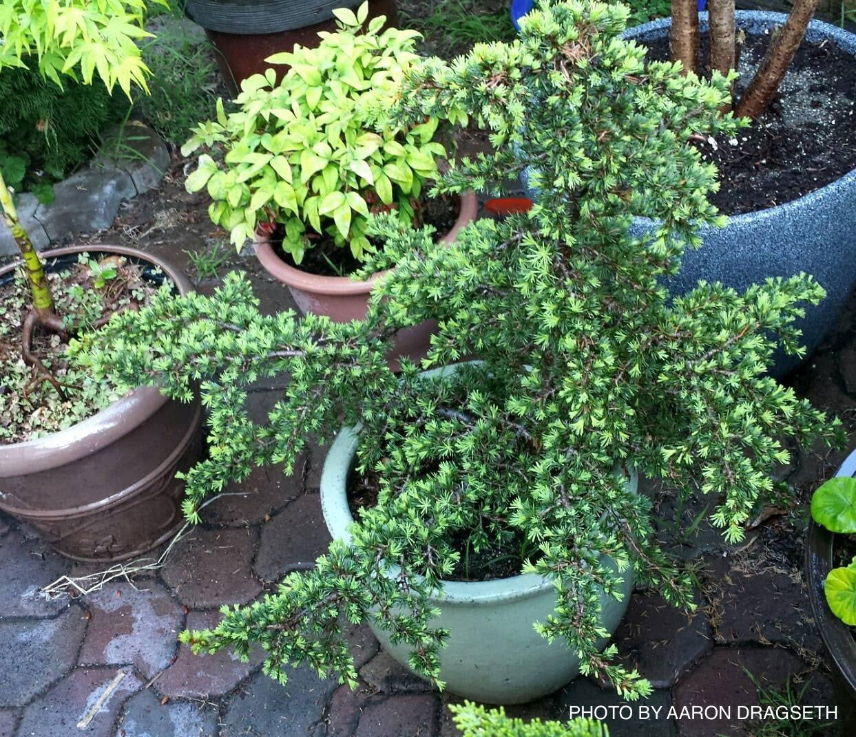 Buy Cedrus libani 'Green Prince' Dwarf Lebanon Cedar — Mr Maple │ Buy ...