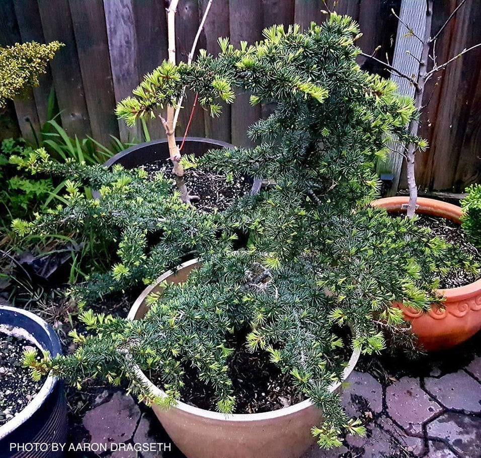 Buy Cedrus libani 'Green Prince' Dwarf Lebanon Cedar — Mr Maple │ Buy ...