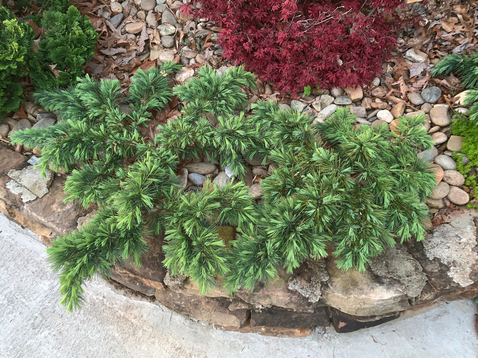 Buy Cedrus libani 'Hedgehog' Dwarf Lebanon Cedar — Mr Maple │ Buy ...