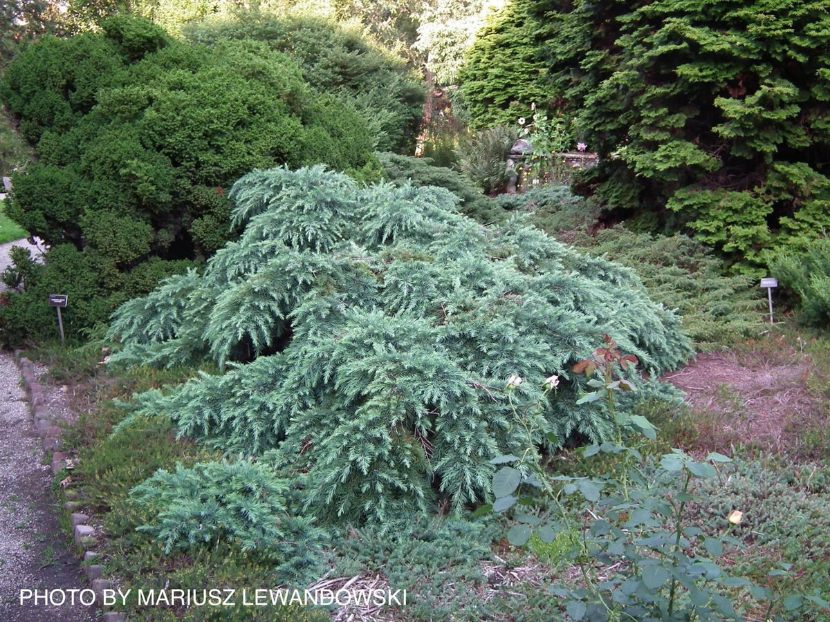 Cedrus libani 'Sargentii' Lebanon Cedar — Mr Maple │ Buy Japanese Maple ...