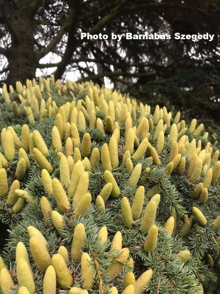 Buy Cedrus libani ssp brevifloia Cyprus Cedar — Mr Maple │ Buy Japanese ...