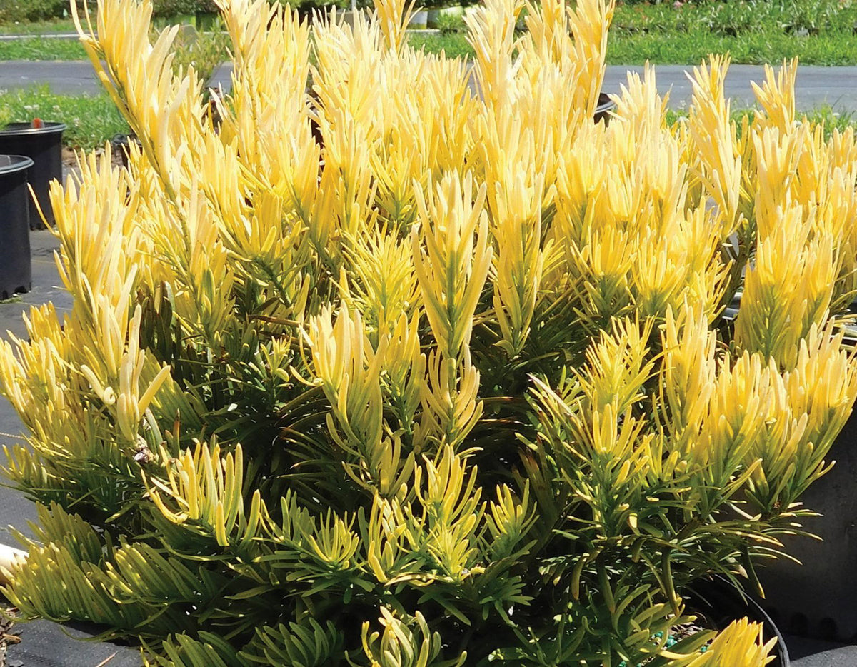 yellow yew tree