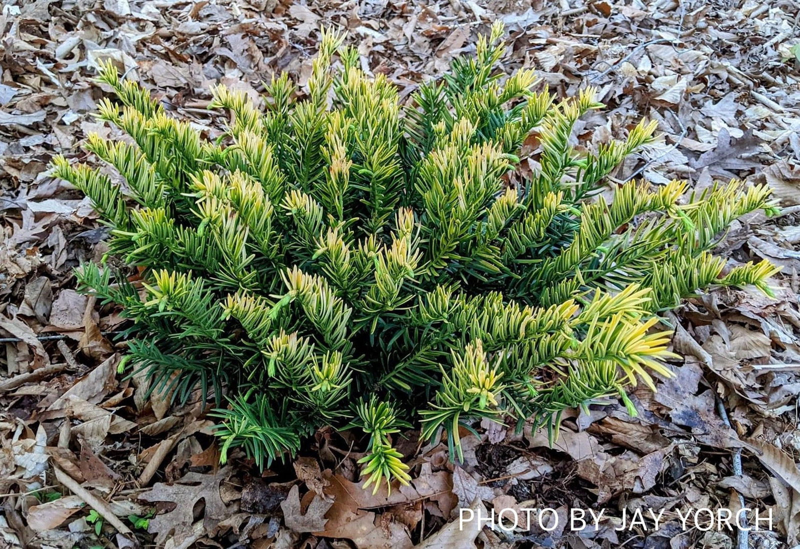Buy Cephalotaxus harringtonia 'Golden Dragon'™ Japanese Plum-Yew — Mr ...