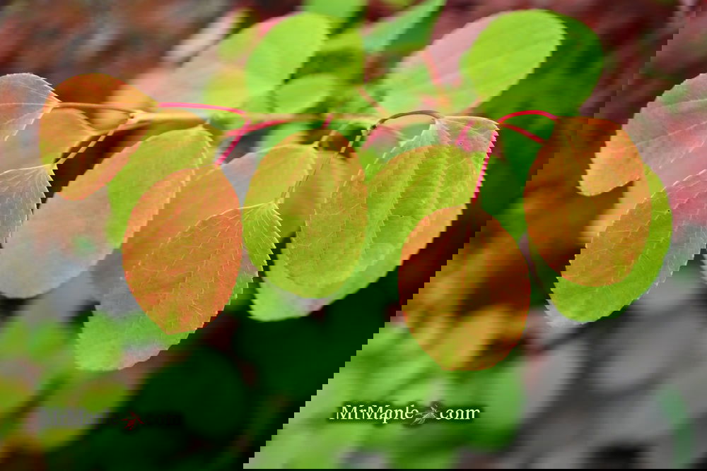 Buy Cercidiphyllum japonicum 'Herronswood Globe' Japanese Katsura Tree ...