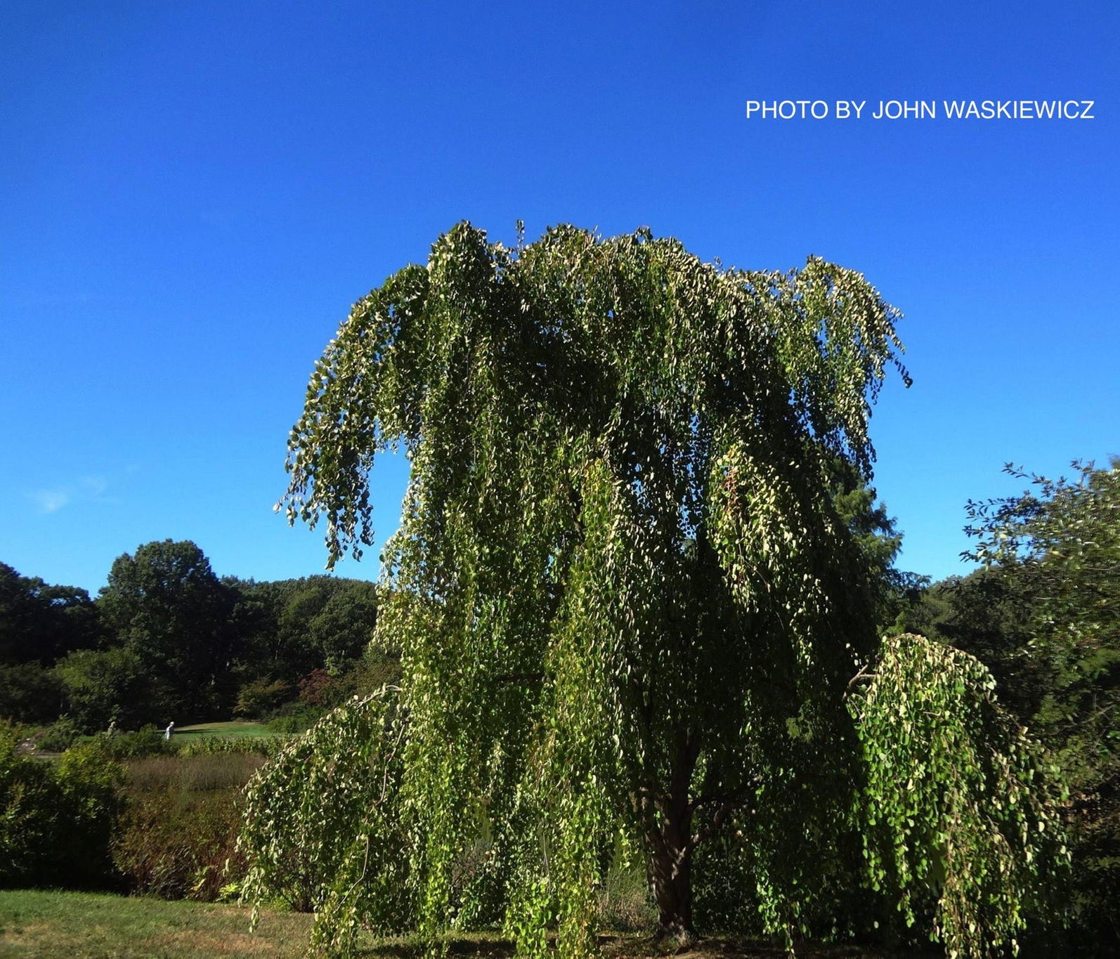 Buy Cercidiphyllum japonicum 'Morioka Weeping' Japanese Katsura Tree ...